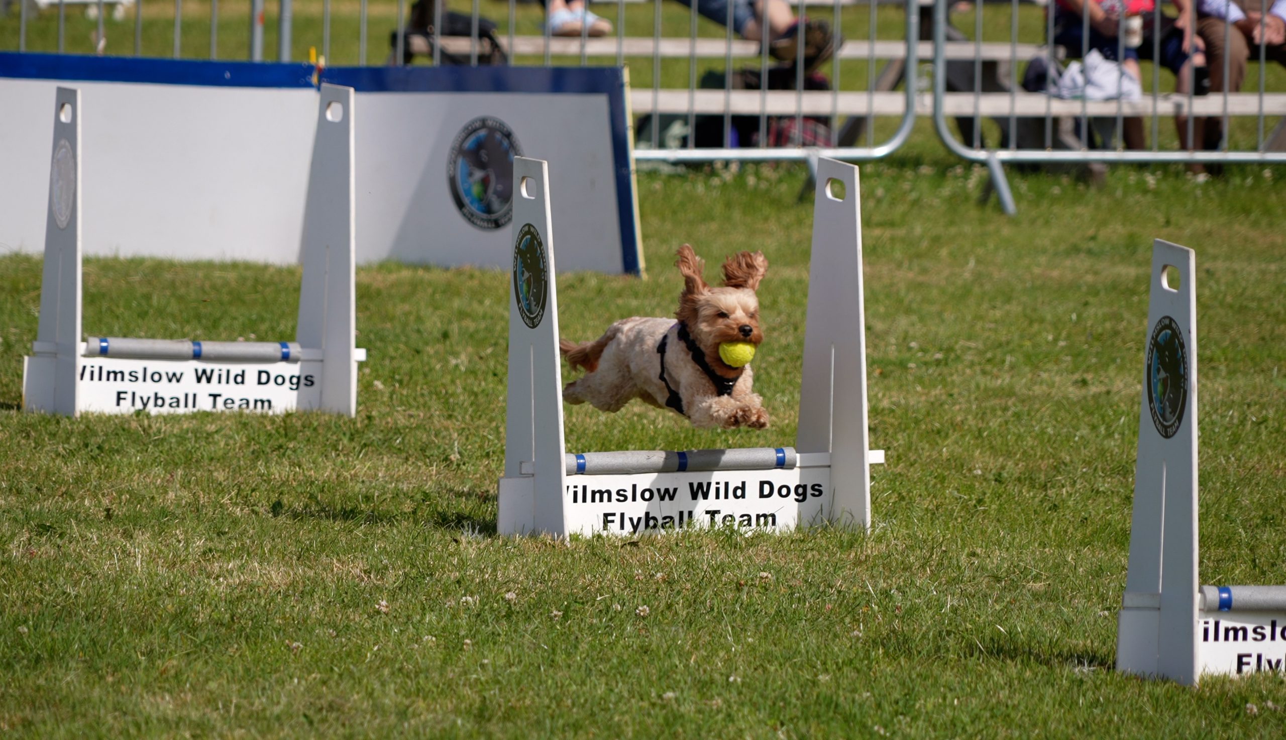 Entries For The Royal Cheshire Dog Show Are Now Open! – Royal Cheshire Show