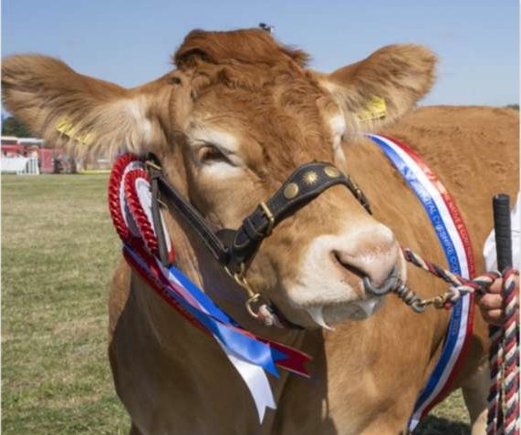 Livestock – Royal Cheshire Show