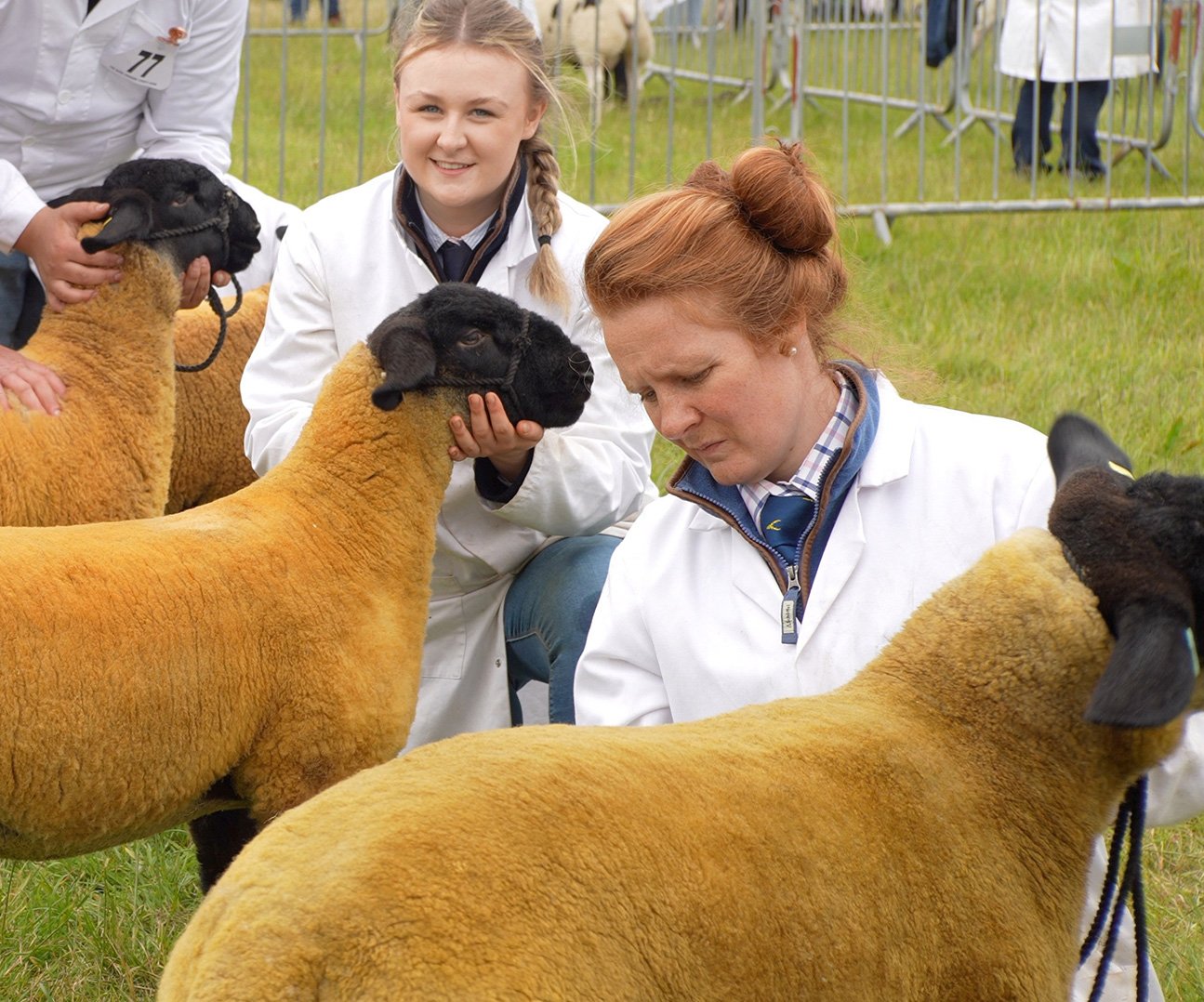 Sheep – Royal Cheshire Show