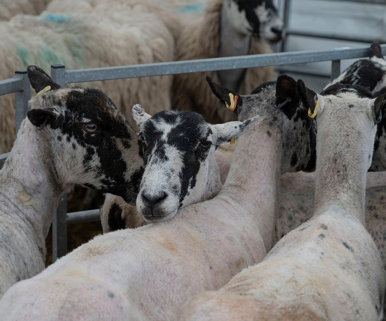 Sheep – Royal Cheshire Show