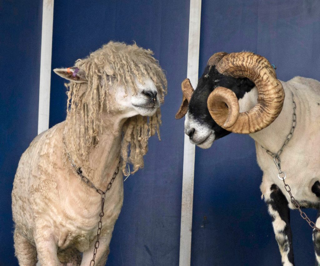 Sheep – Royal Cheshire Show