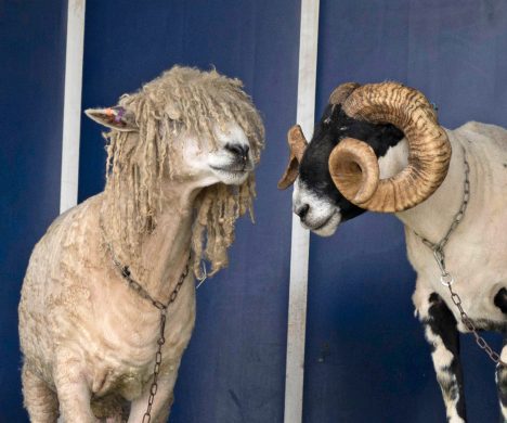 Sheep – Royal Cheshire Show