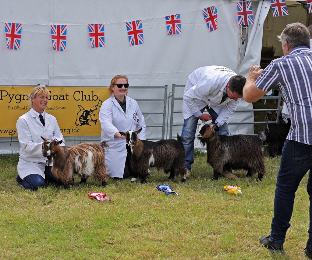 Pygmy Goats – Royal Cheshire Show