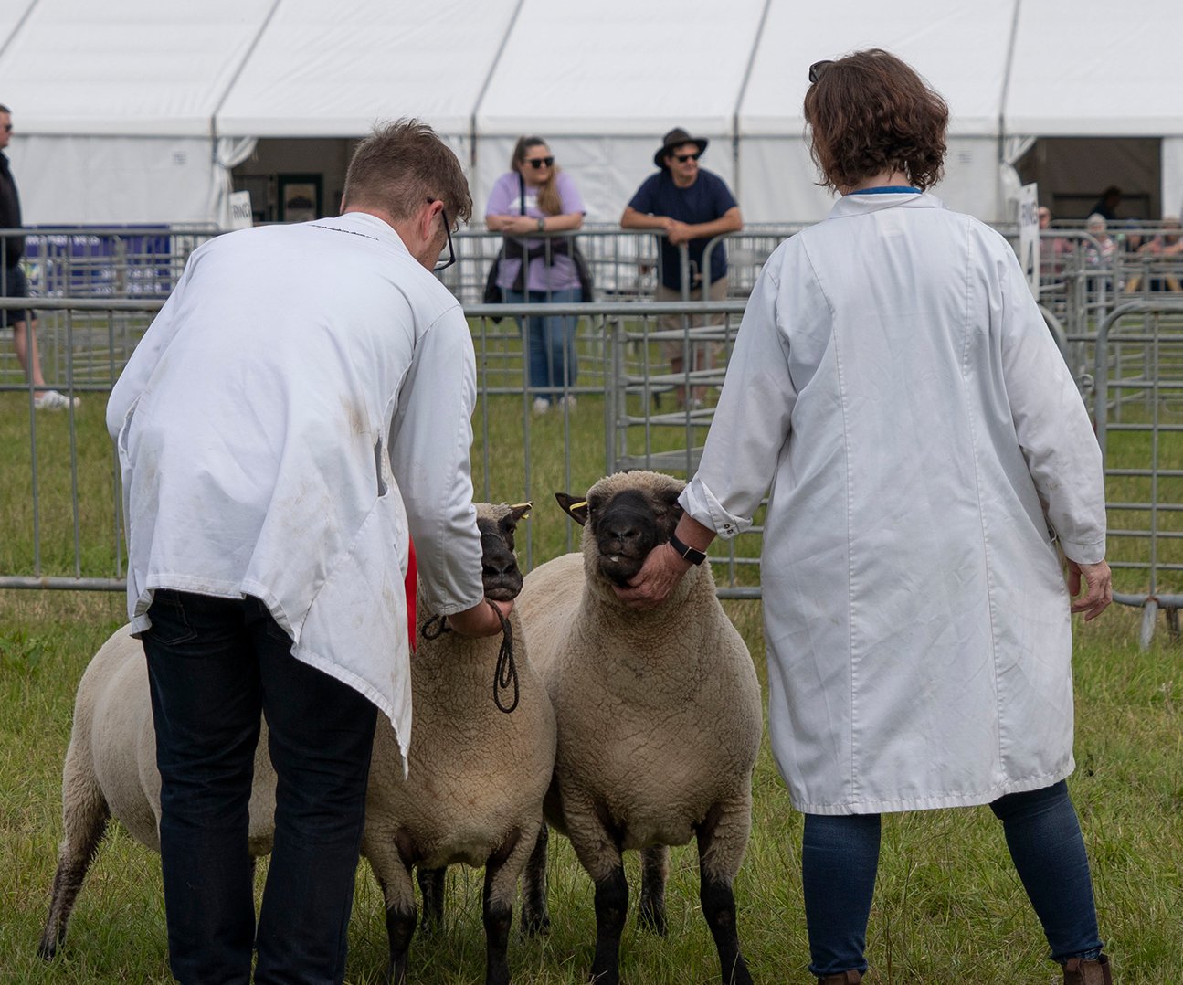 Sheep – Royal Cheshire Show