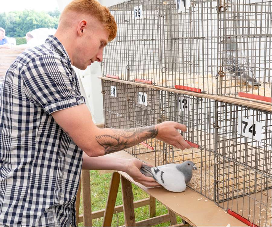 Pigeons – Royal Cheshire Show