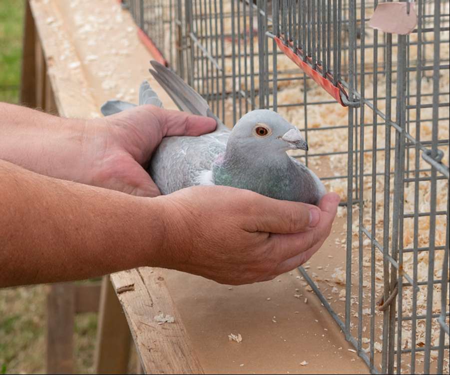 Pigeons – Royal Cheshire Show