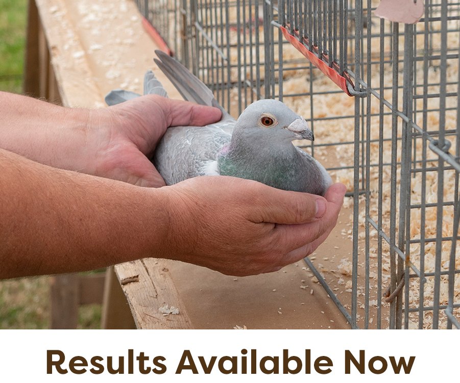 Competition Classes – Royal Cheshire Show