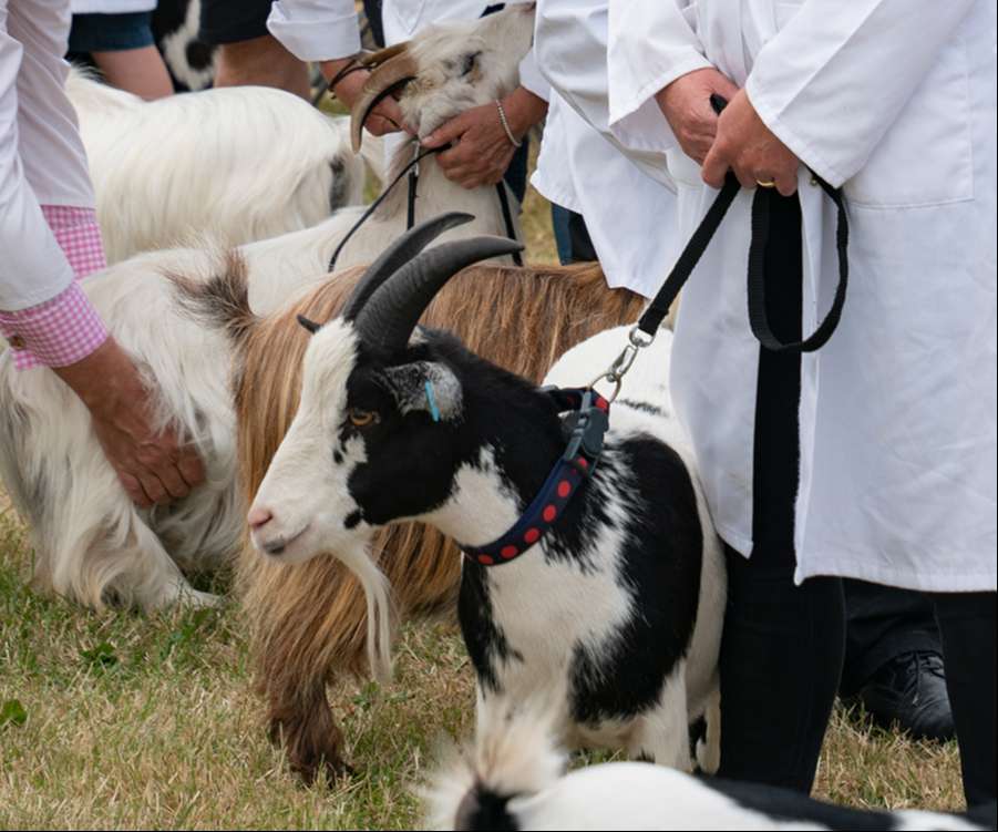 Pygmy Goats – Royal Cheshire Show