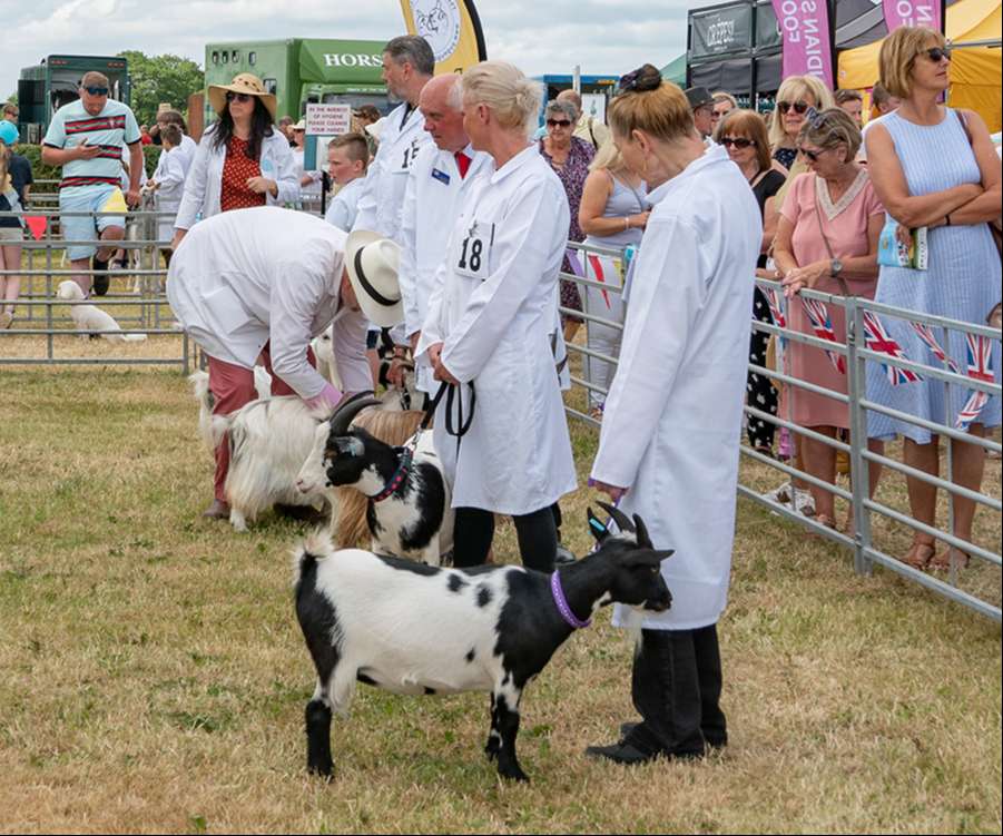 Pygmy Goats – Royal Cheshire Show