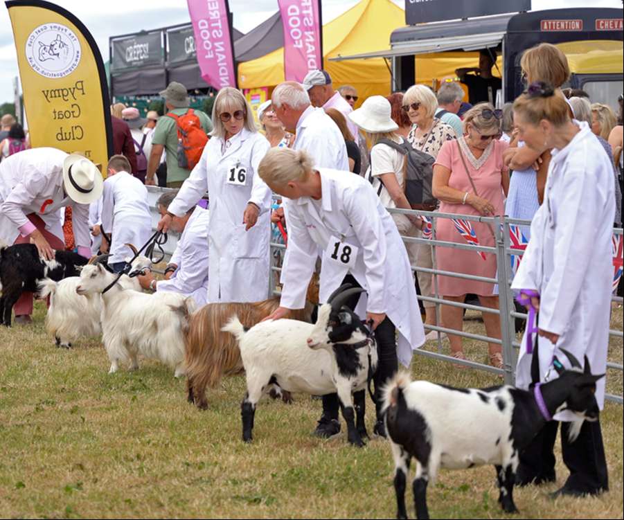 Pygmy Goats – Royal Cheshire Show