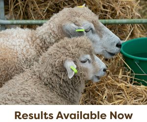 Competition Classes – Royal Cheshire Show