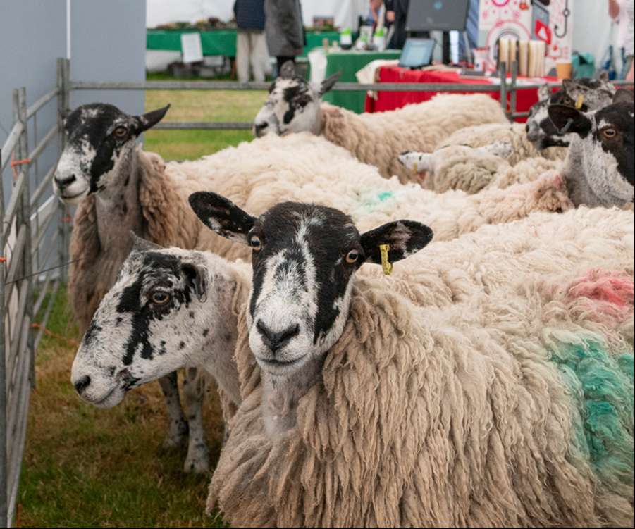 Sheep – Royal Cheshire Show