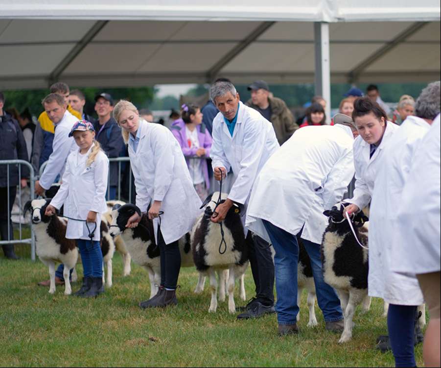 Sheep – Royal Cheshire Show